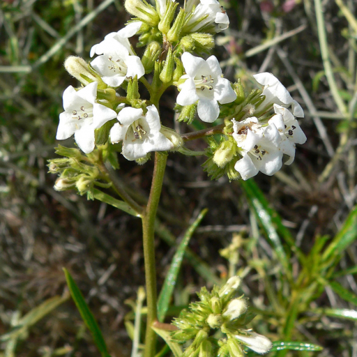 Narrow-Leaf Yerba Santa (Eriodictyon Angustifolium) Plant Care & How to ...