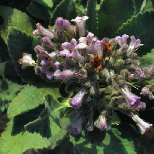 Thick-Leaf Yerba-Santa (Eriodictyon Crassifolium) Plant Care & How to ...