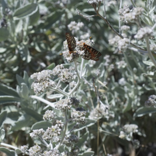 Woolly Yerba Santa (Eriodictyon Tomentosum) Plant Care & How to Grow, Water