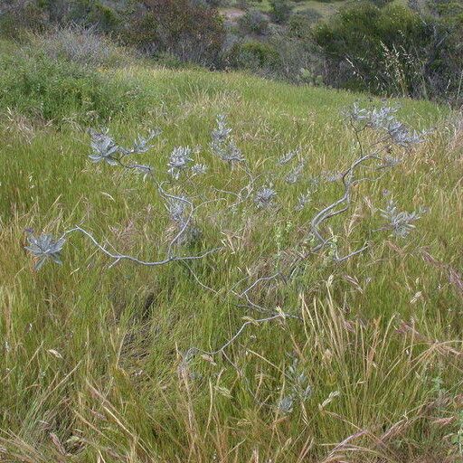 Pacific Yerba Santa (Eriodictyon Traskiae) Plant Care & How to Grow, Water