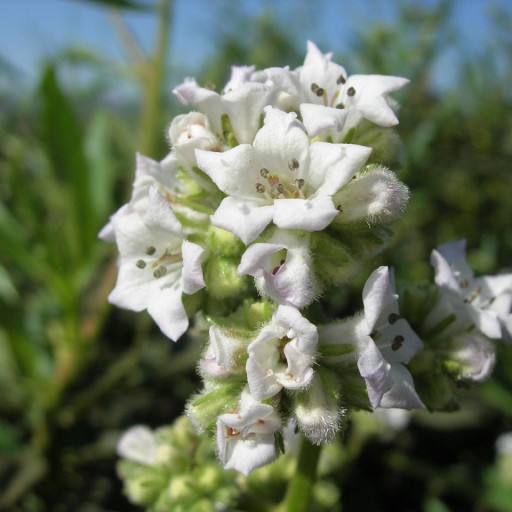 Hairy Yerba Santa (Eriodictyon Trichocalyx) Plant Care & How to Grow, Water