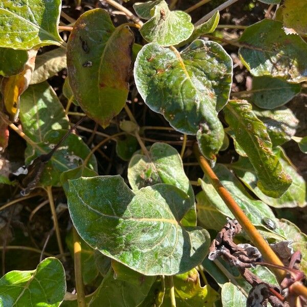 Shale Barren Buckwheat (Eriogonum Allenii) Plant Care & How to Grow, Water