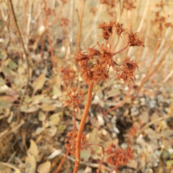Ketum Ayam (Trichanthera Gigantea) Plant Care & How to Grow, Water