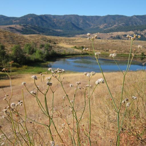 Tall Woolly Buckwheat (Eriogonum Elatum) Care Guide: Water, Soil ...