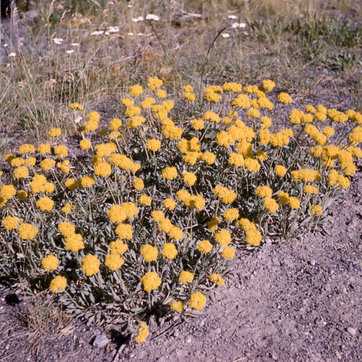 Alpine Golden Buckwheat (Eriogonum Flavum) Plant Care & How to Grow, Water