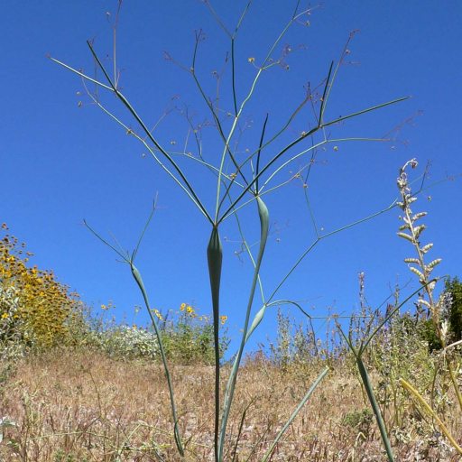 Desert Trumpet (Eriogonum Inflatum) Plant Care & How to Grow, Water