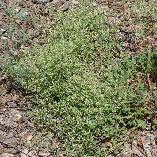 Antelope-Sage (Eriogonum Jamesii) Plant Care & How to Grow, Water