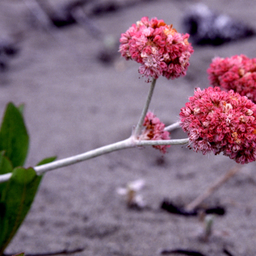 Seaside Wild Buckwheat (Eriogonum Latifolium) Plant Care & How to Grow ...