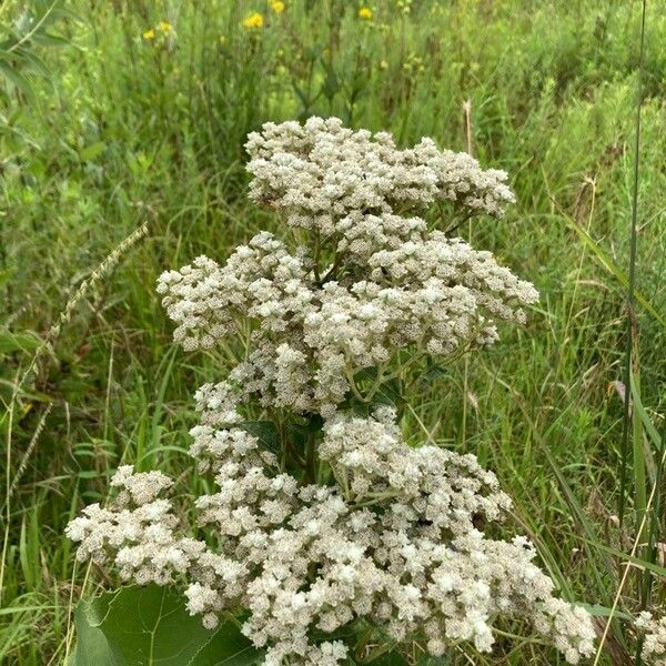 Heartsepal Buckwheat (Eriogonum Multiflorum) Care Guide: Water, Soil ...