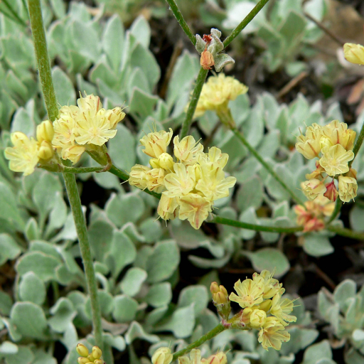 Cushion Wild Buckwheat (Eriogonum Ovalifolium) Plant Care & How to Grow ...