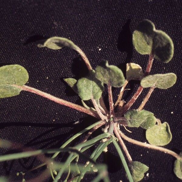 Round-Leaf Wild Buckwheat (Eriogonum Rotundifolium) Plant Care & How to ...