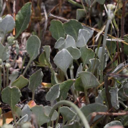 Blue Mountain Buckwheat (Eriogonum Strictum) Plant Care & How to Grow ...