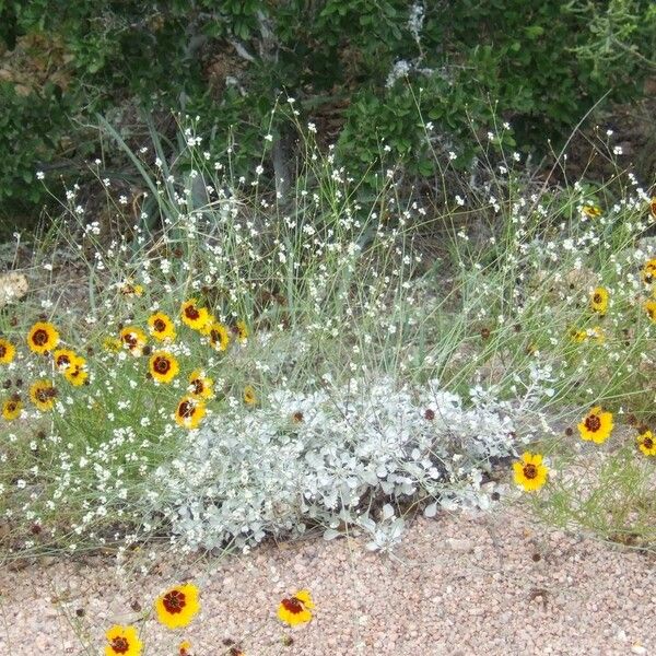 Tall Buckwheat (Eriogonum Tenellum) Plant Care & How to Grow, Water