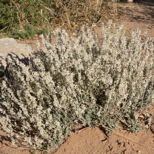 Bastardsage (Eriogonum Wrightii) Plant Care & How to Grow, Water