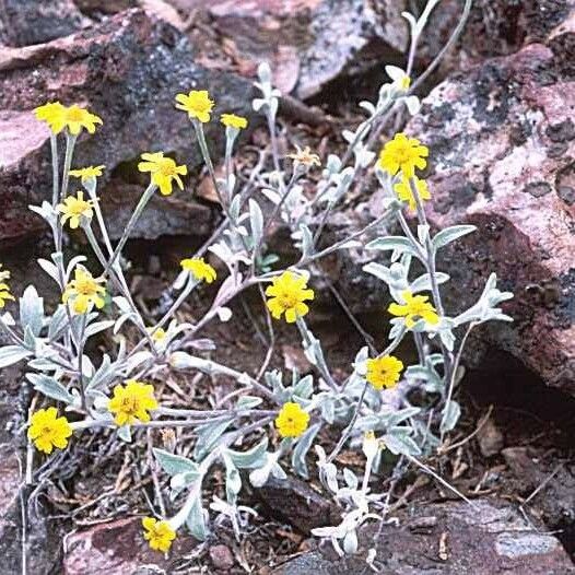 Congdon's Woolly Sunflower (Eriophyllum Congdonii) Plant Care & How to ...