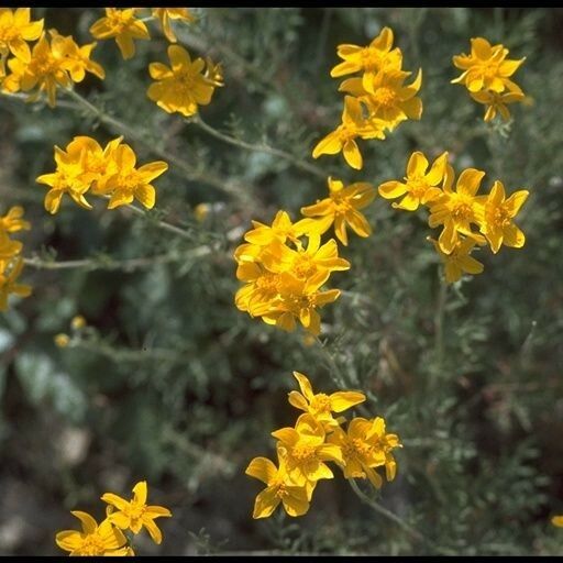 Jepson's Woolly Sunflower (Eriophyllum Jepsonii) Plant Care & How to ...
