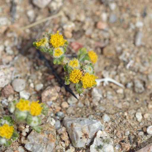 Pringle's Woolly Sunflower (Eriophyllum Pringlei) Plant Care & How to ...