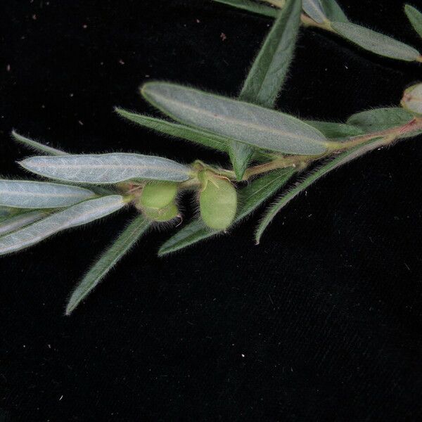 Chinese Eriosema (Eriosema Chinense) Plant Care & How to Grow, Water