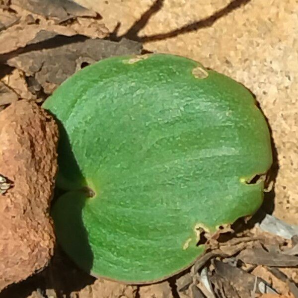 Eriospermum Capense Plant Care & How to Grow, Water