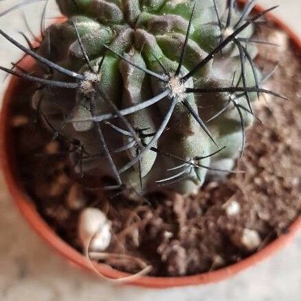 Eriosyce Crispa Care Guide: Water, Soil & Propagation - Plantiary