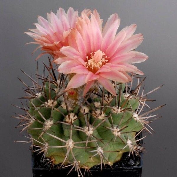 Eriosyce Simulans Care Guide: Water, Soil & Propagation - Plantiary