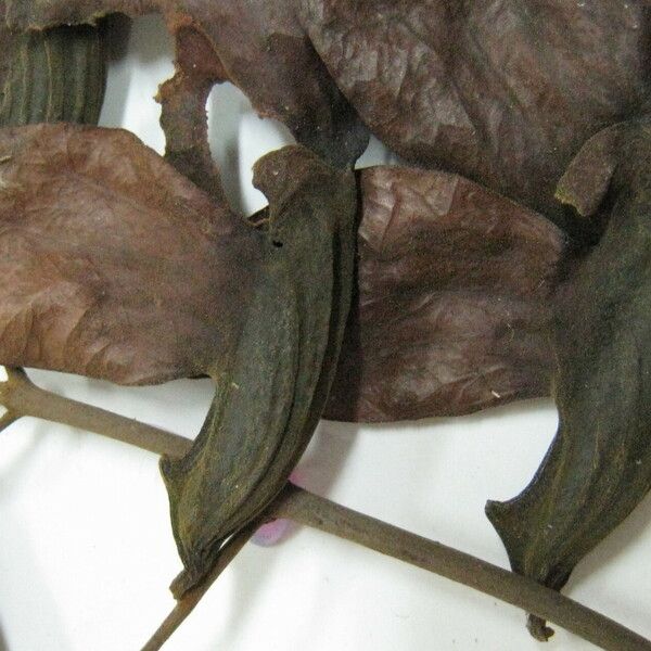 Erisma Nitidum Plant Care & How to Grow, Water