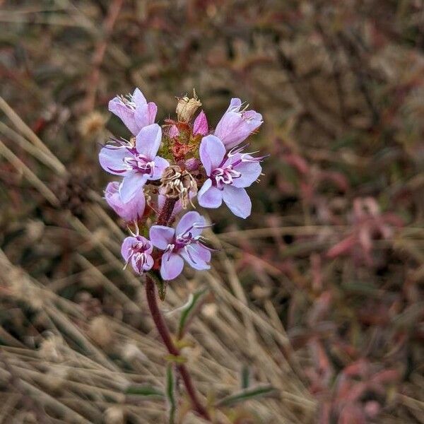 Ernestia Confertiflora Plant Care & How to Grow, Water
