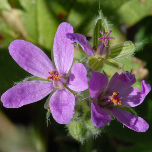 Three-lobed Stork's-bill (Erodium Chium) Plant Care & How to Grow, Water