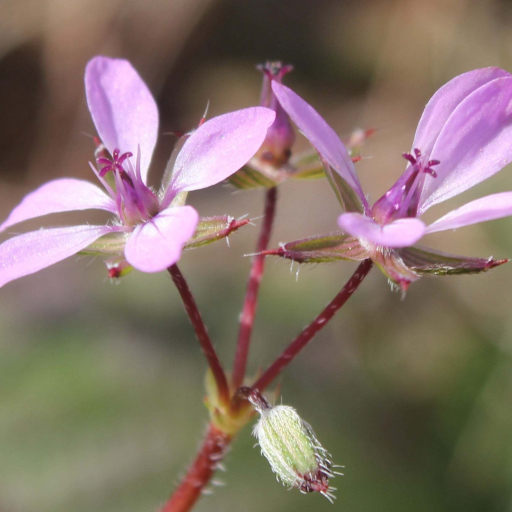 Common Stork's-Bill (Erodium Cicutarium) Plant Care & How to Grow, Water