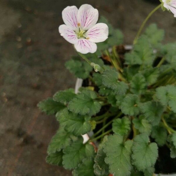Corsican Storksbill (Erodium Corsicum) Plant Care & How to Grow, Water