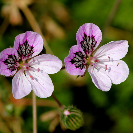 Erodium Glandulosum Plant Care & How to Grow, Water