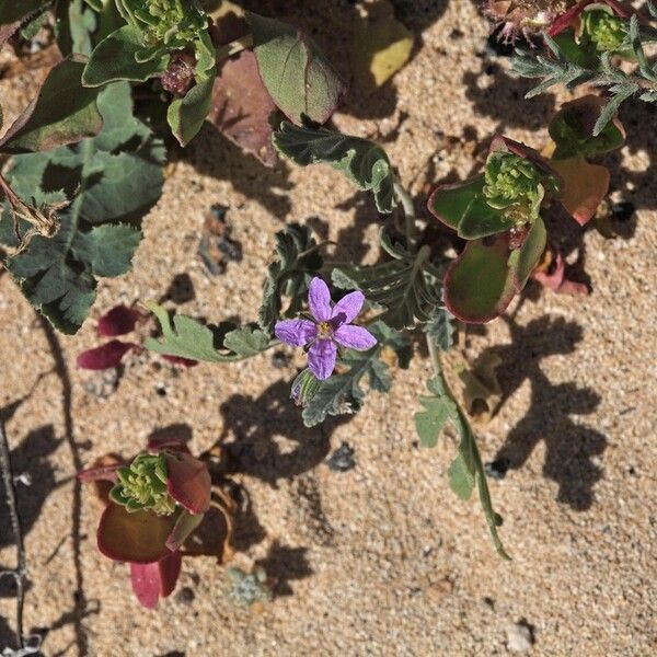 Erodium Hesperium Care Guide: Water, Soil & Propagation - Plantiary