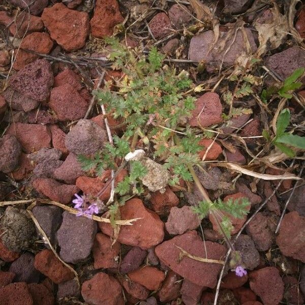 Sticky Stork's-bill (Erodium Lebelii) Plant Care & How to Grow, Water