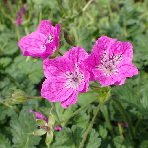 Garden Stork's-Bill (Erodium Manescavi) Plant Care & How to Grow, Water