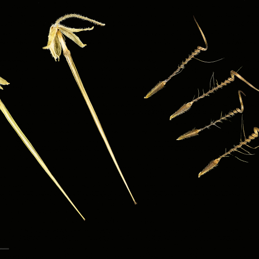 Musk Stork's-Bill (Erodium Moschatum) Plant Care & How to Grow, Water