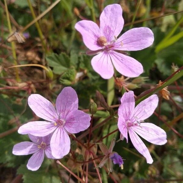 Erodium Nervulosum Plant Care & How to Grow, Water