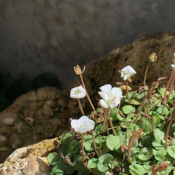Alpine-Geranium (Erodium Reichardii) Plant Care & How to Grow, Water
