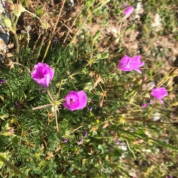 Erodium Rodiei Care Guide: Water, Soil & Propagation - Plantiary