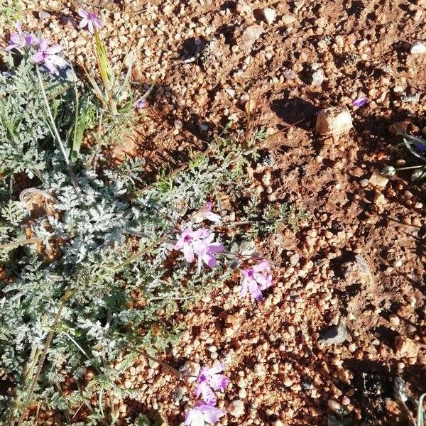 Erodium Stellatum Plant Care & How to Grow, Water