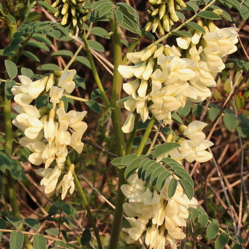 Iberian Milk-Vetch (Erophaca Baetica) Plant Care & How to Grow, Water