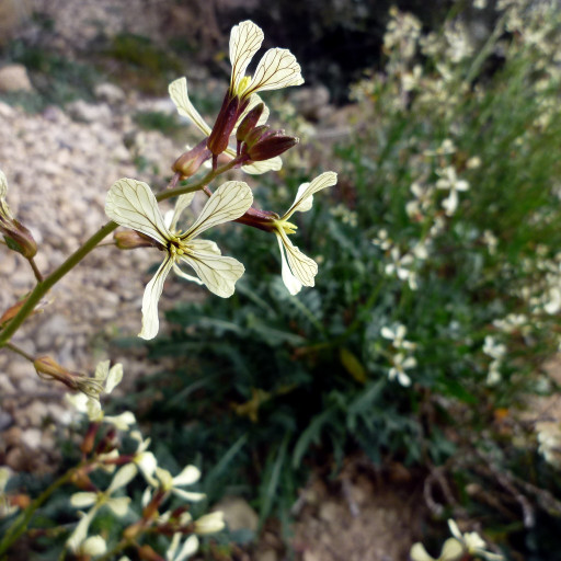 Arugula (Eruca Vesicaria) Plant Care & How to Grow, Water