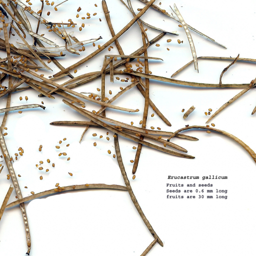 Common Dogmustard (Erucastrum Gallicum) Plant Care & How to Grow, Water