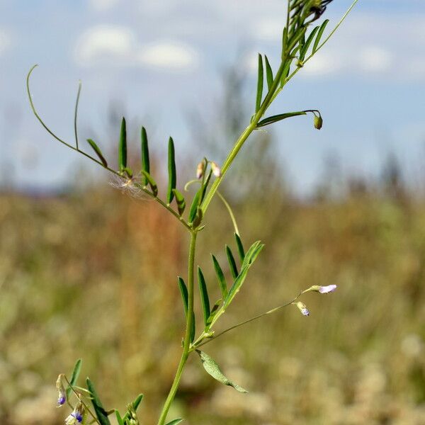 Lentil Vetch (Ervum Tetraspermum) Care Guide: Water, Soil & Propagation ...