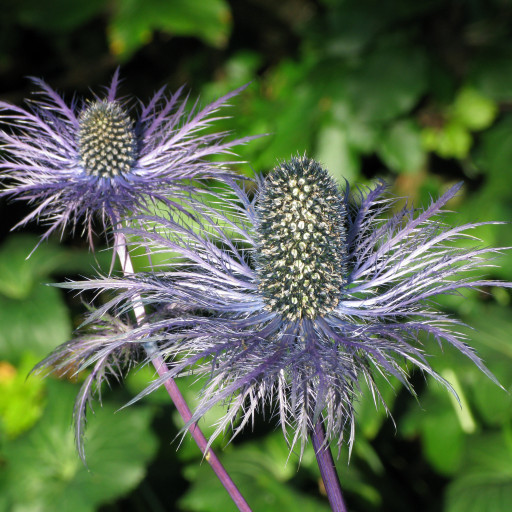Alpine Sea Holly (Eryngium Alpinum) Plant Care & How to Grow, Water