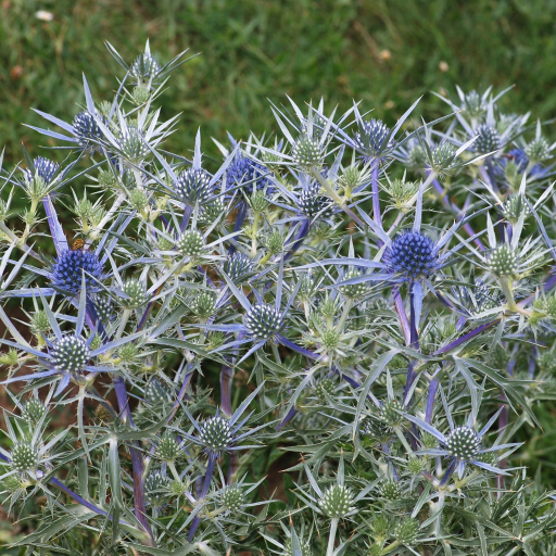 Amethyst Eryngo (Eryngium Amethystinum) Plant Care & How to Grow, Water
