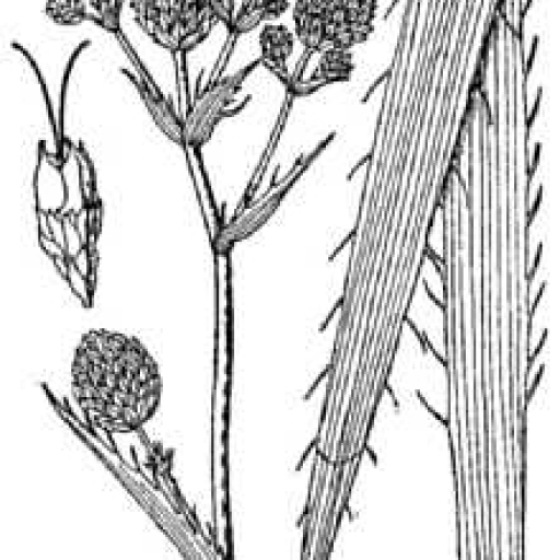 Water Eryngo (Eryngium Aquaticum) Care Guide: Water, Soil & Propagation ...