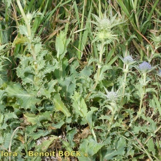 Blue Devil (Eryngium Aquifolium) Care Guide: Water, Soil & Propagation ...