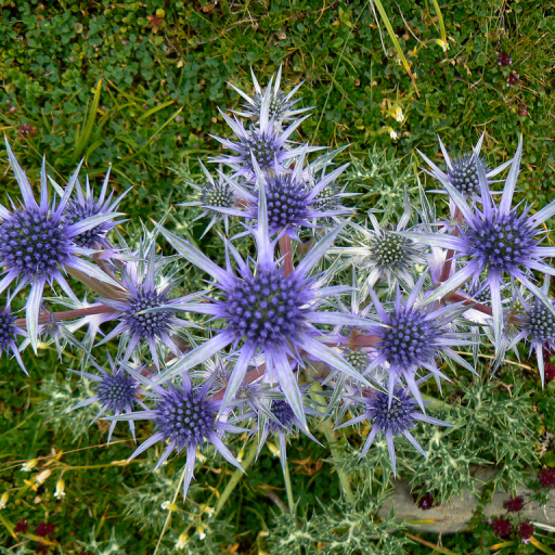 Mediterranean Sea Holly (Eryngium Bourgatii) Plant Care & How to Grow ...