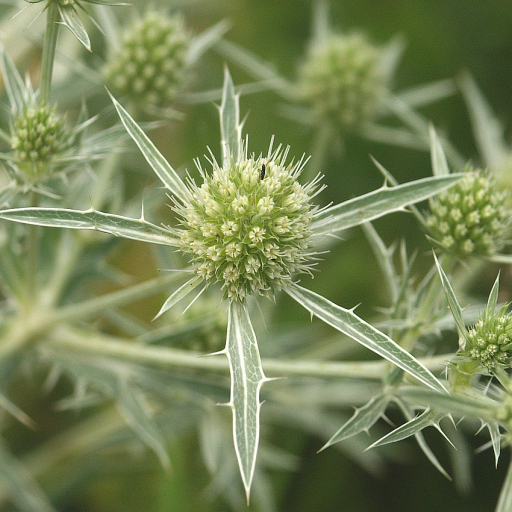 Eryngo (Eryngium Campestre) Plant Care & How to Grow, Water