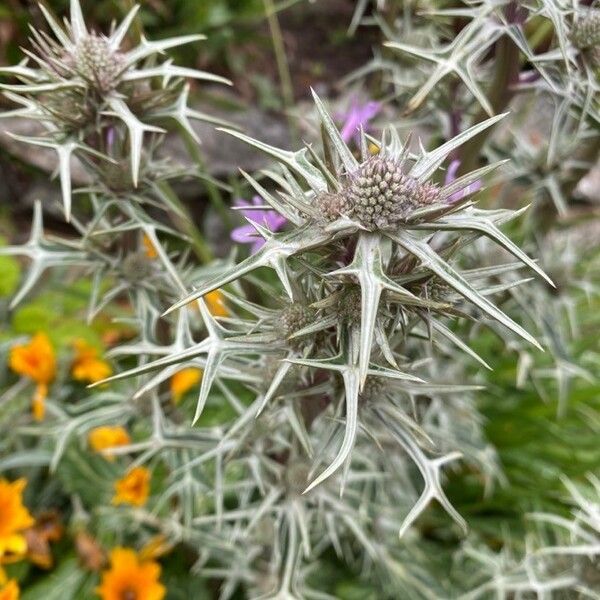 Sierra Nevada Eryngo (Eryngium Glaciale) Care Guide: Water, Soil ...